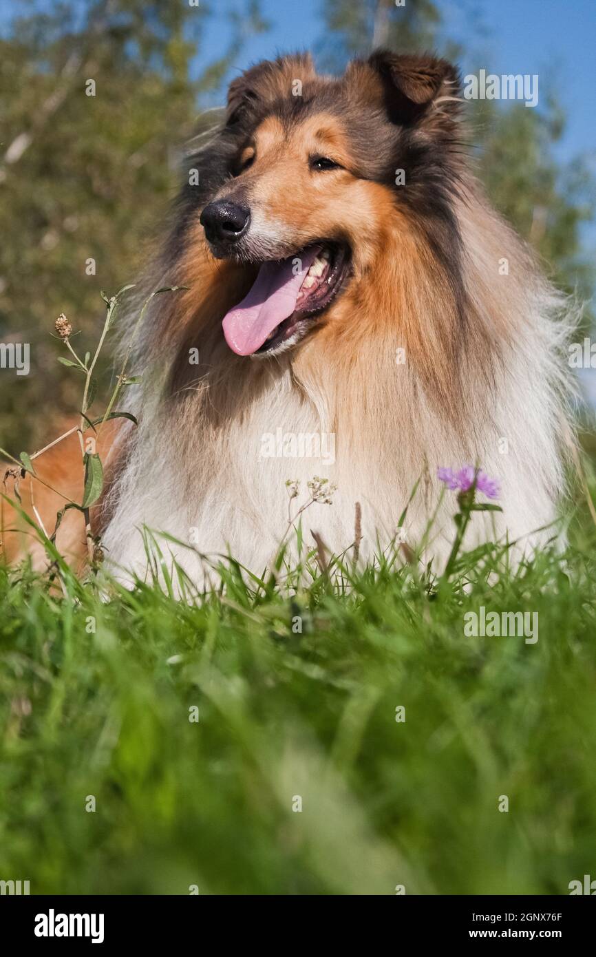 Collie is a proportional dog of medium height, fairly light in build ...