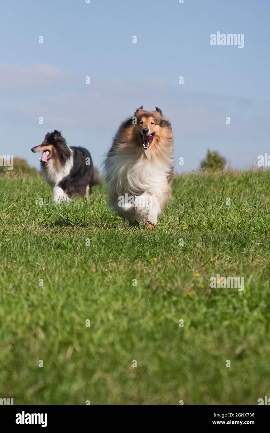 Collie is a proportional dog of medium height, fairly light in build ...