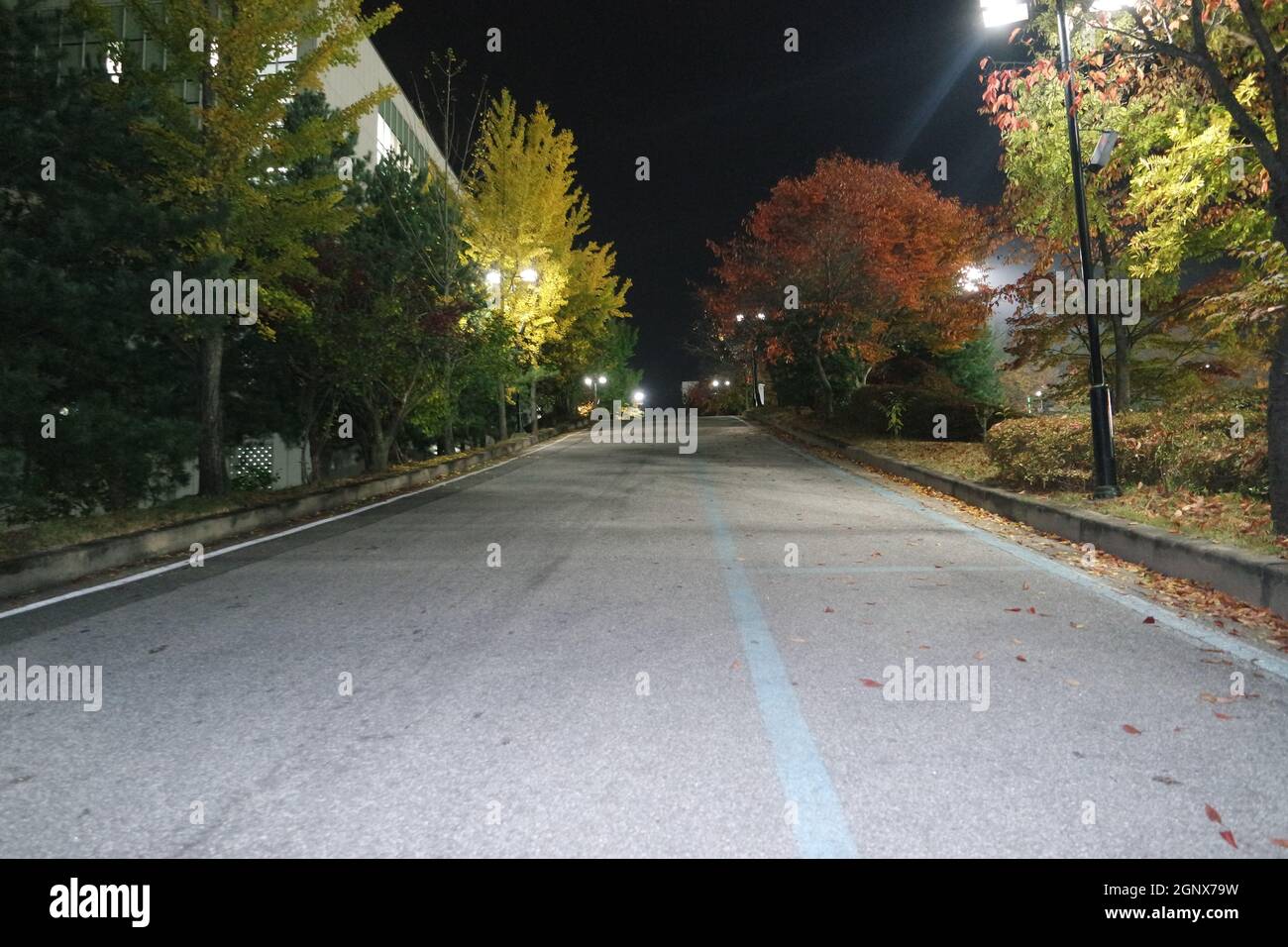 Night view of a paved pedestrian way or walk way with trees on sides ...