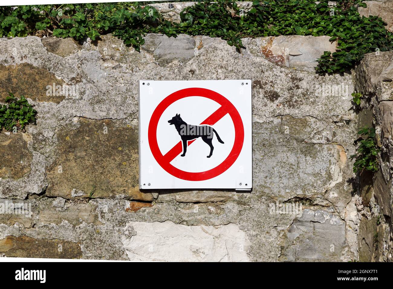 No dogs or pets allowed, warning sign at wall Stock Photo - Alamy