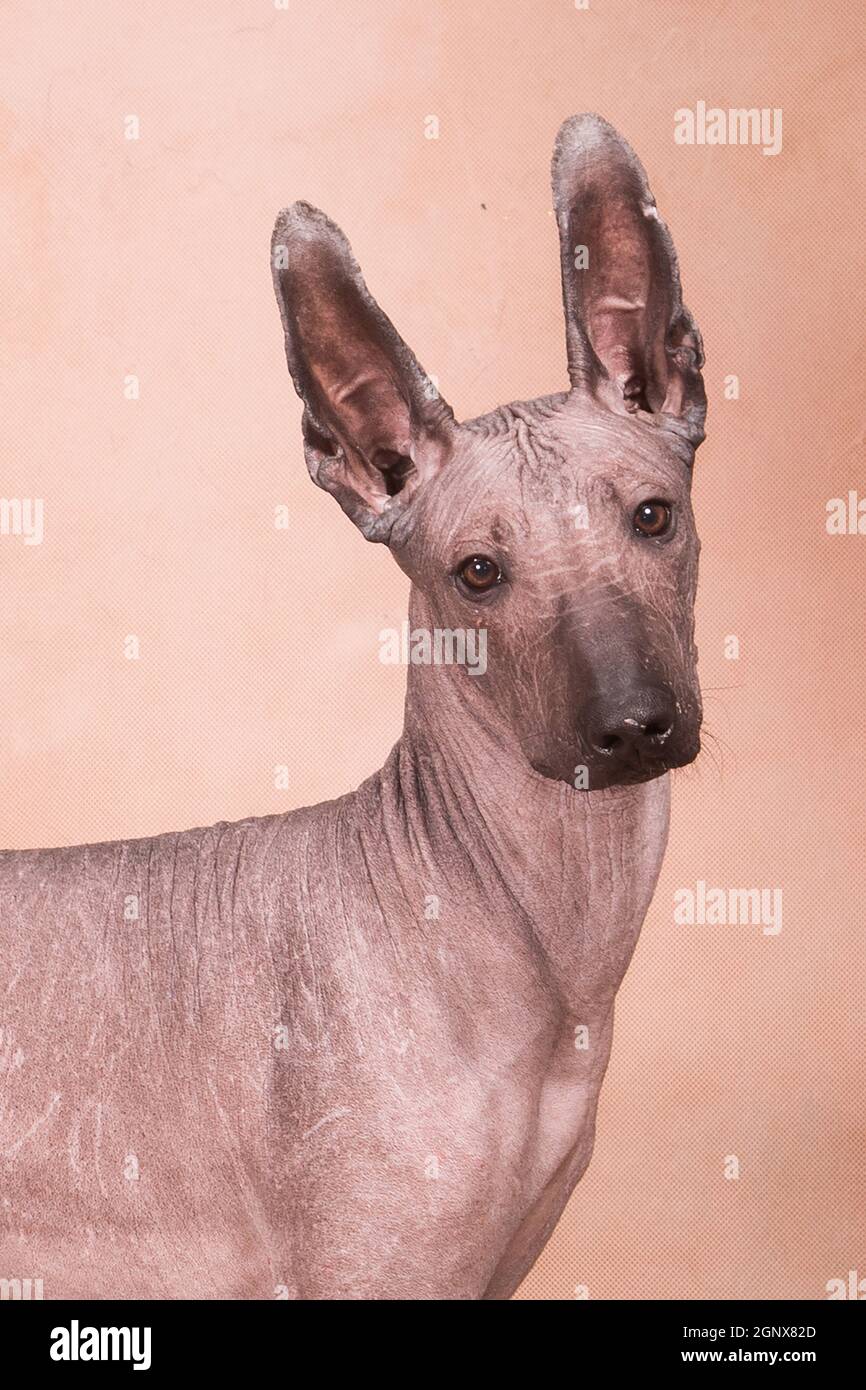 Do Xoloitzcuintli Still Exist