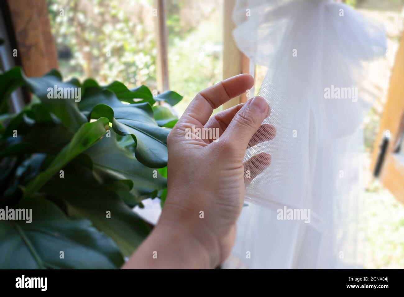 Woman hand on the curtain, stock photo Stock Photo - Alamy