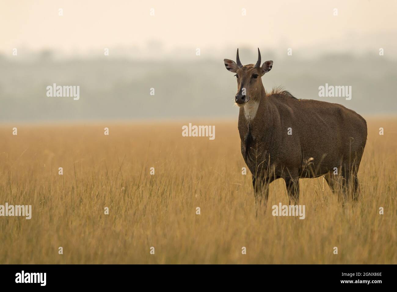 Adult male nilgai or blue bull or Boselaphus tragocamelus a Largest ...