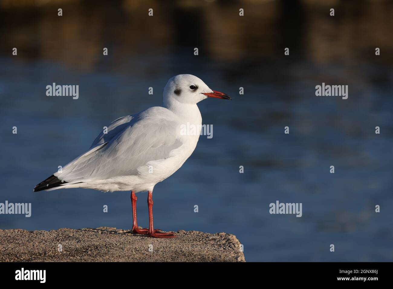 Seagull sits on the shore in the morning Stock Photo - Alamy