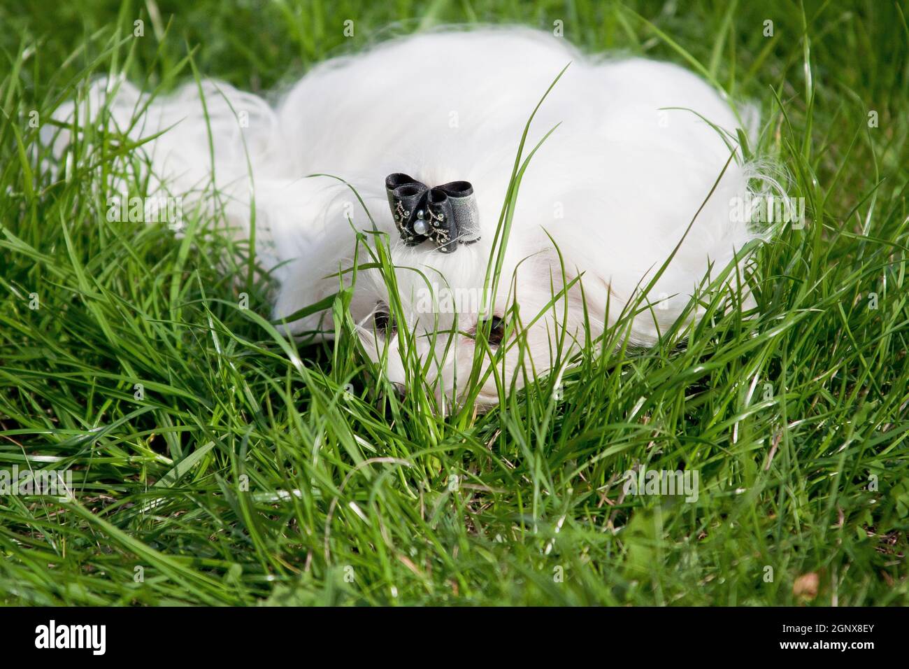 Maltese is a white decorative companion dog. Lively and affectionate ...
