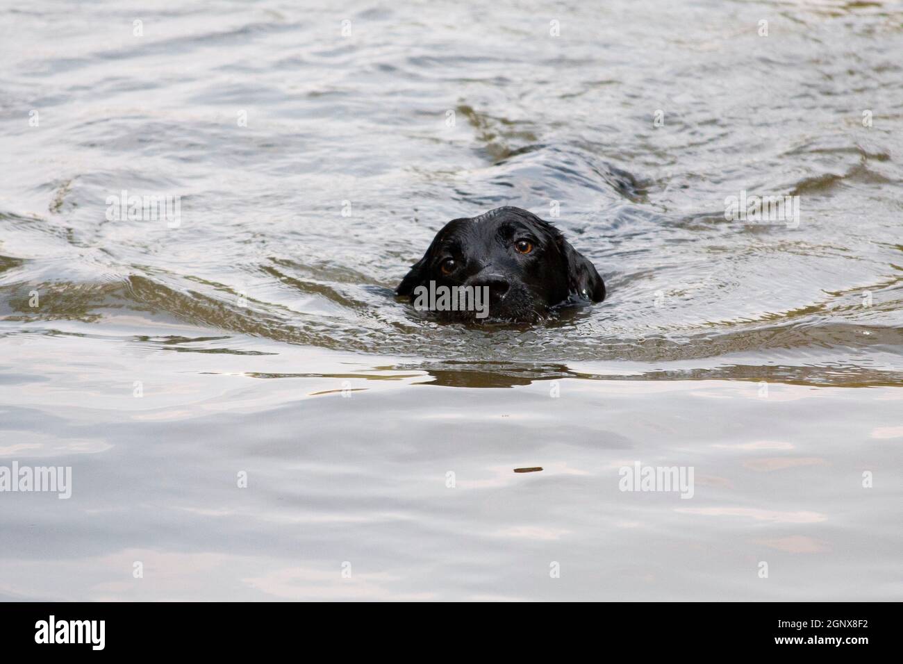 Labrador Retriever is a breed of dog. It was originally bred as a ...