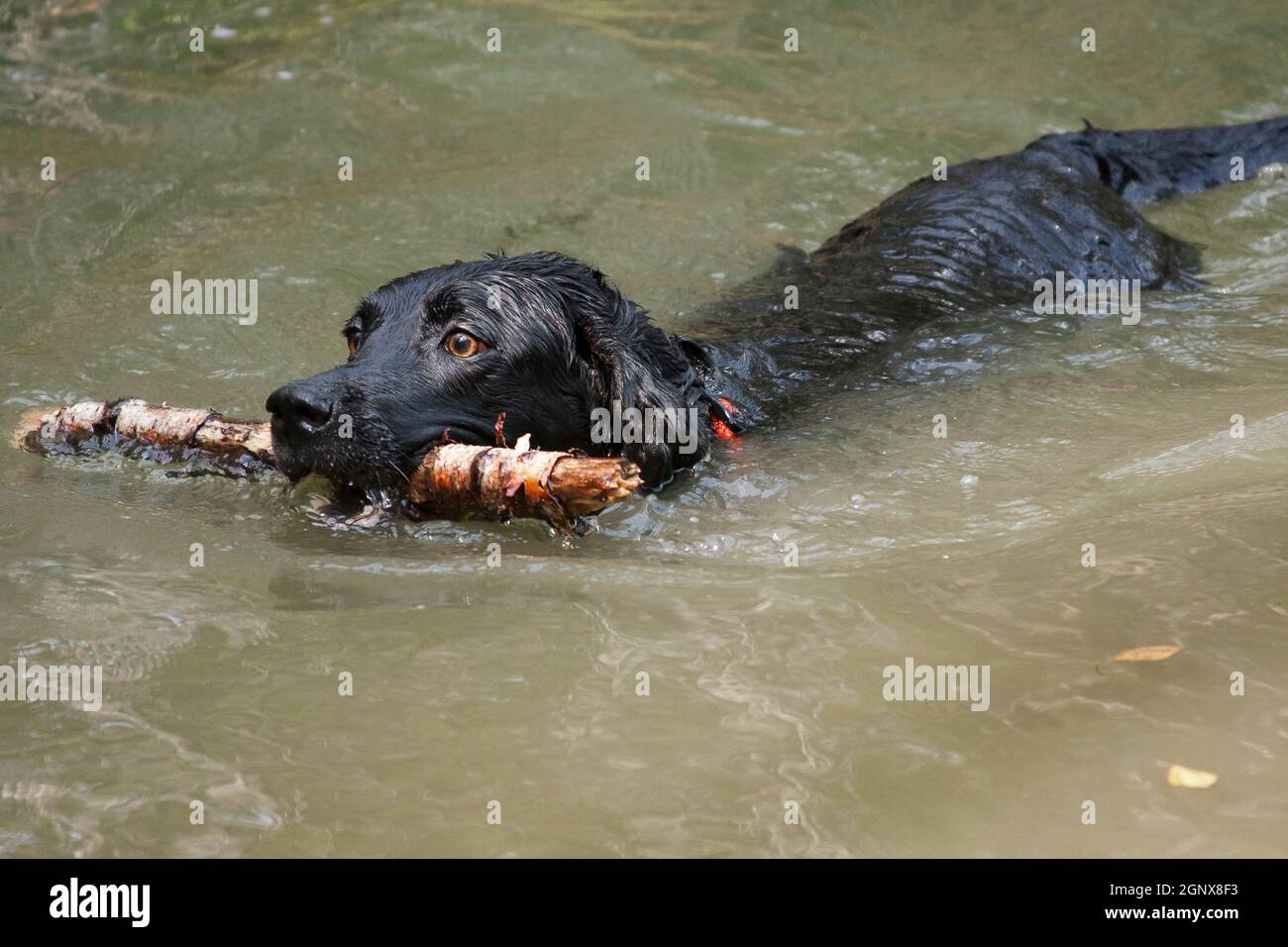 Labrador Retriever is a breed of dog. It was originally bred as a ...