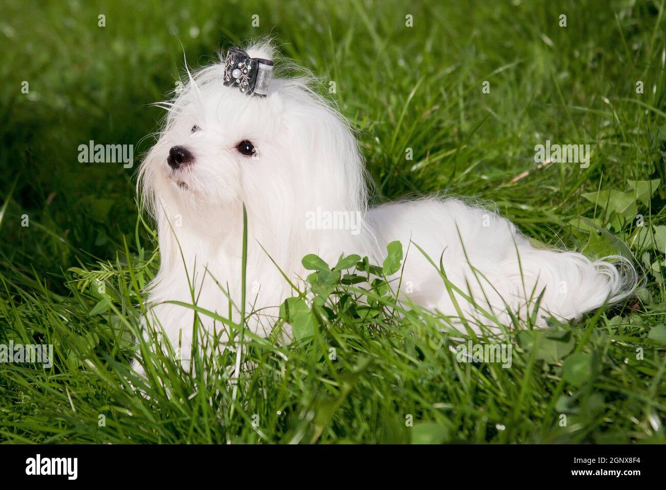 Maltese is a white decorative companion dog. Lively and affectionate ...