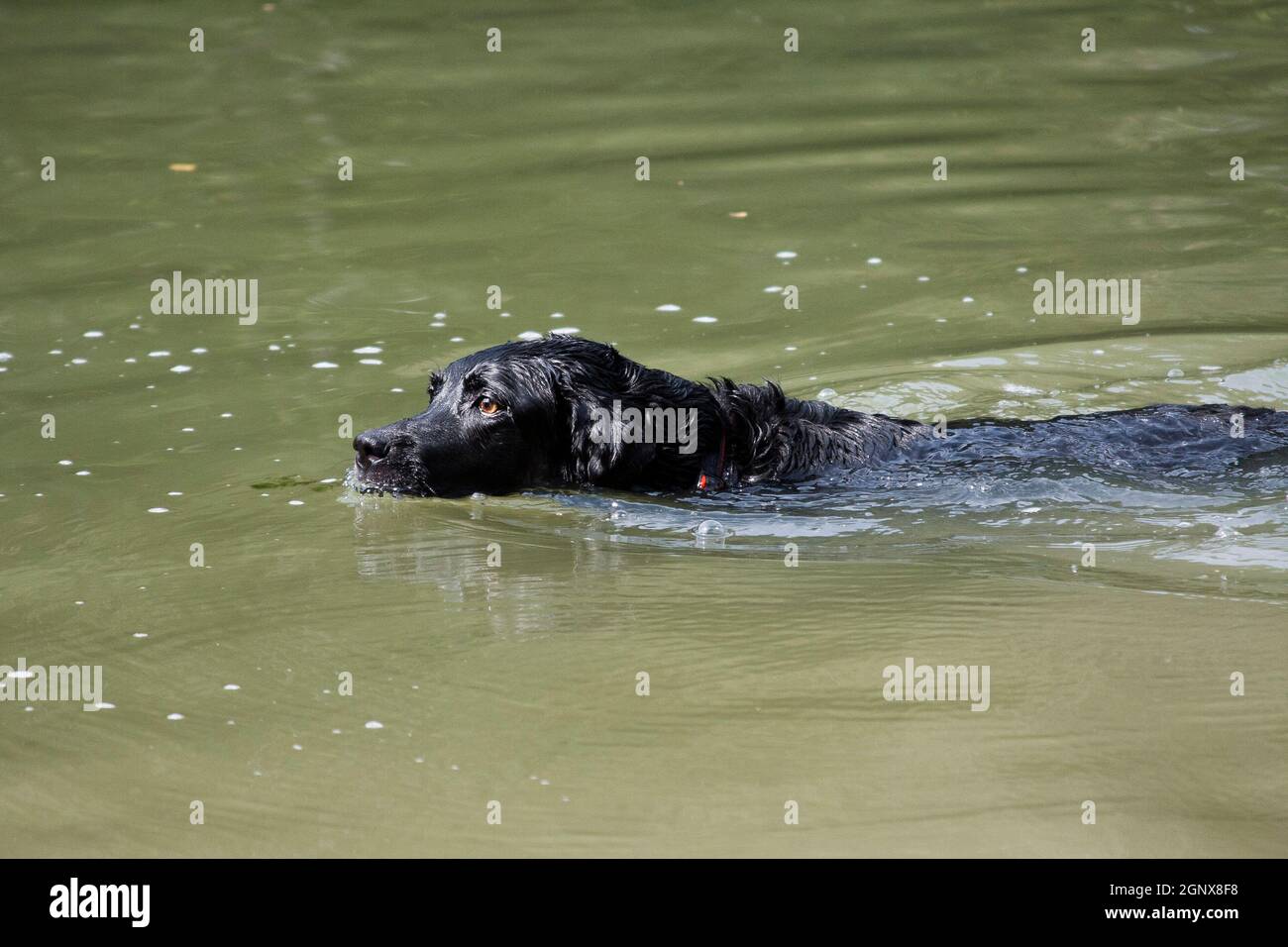 Labrador Retriever is a breed of dog. It was originally bred as a ...