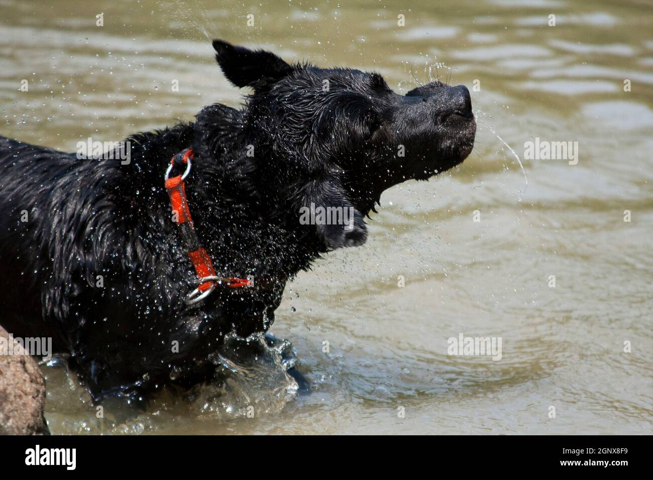 Labrador Retriever is a breed of dog. It was originally bred as a ...