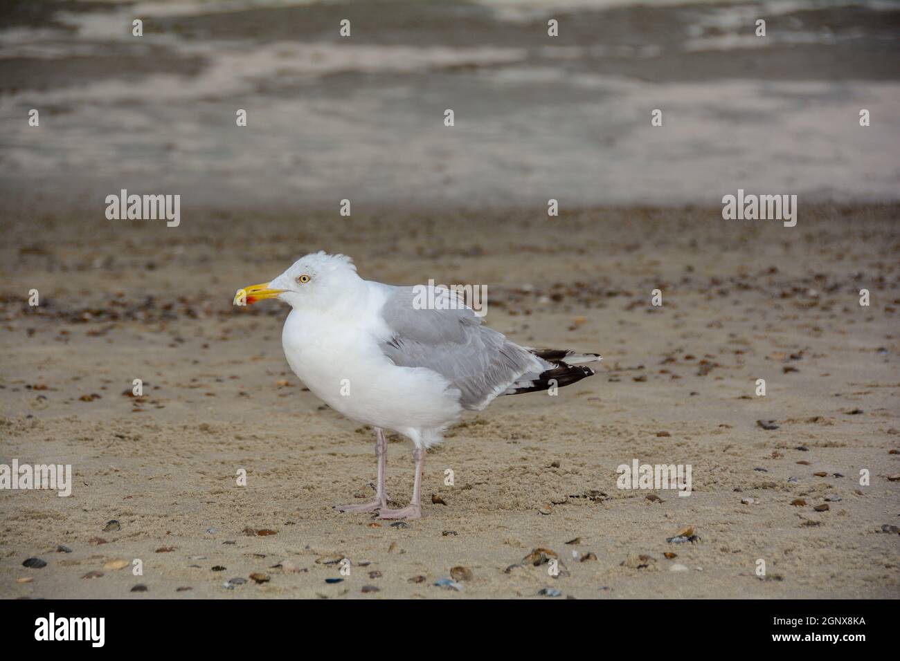 Portait from a Gull, stands on sandy beach Stock Photo - Alamy