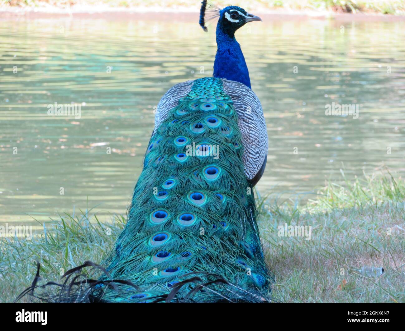 beautiful peacock of fantastic bright colors of long feathers Stock ...