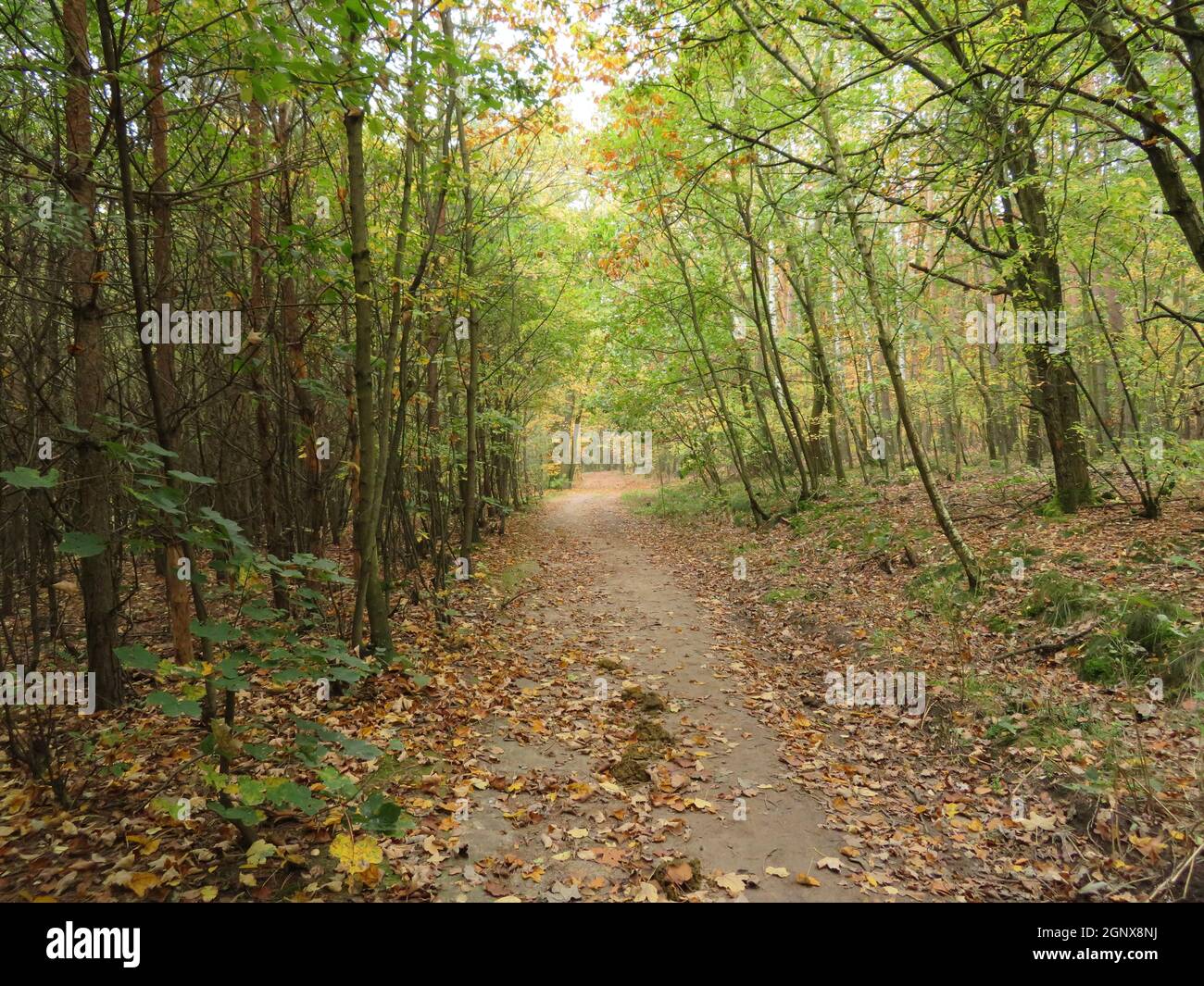 Beautiful forest with many trees and lots of vegetation Stock Photo - Alamy