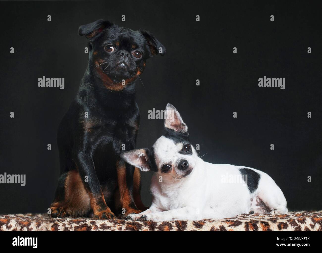 A black dog of the Piti Brabancon breed and a white dog of the ...
