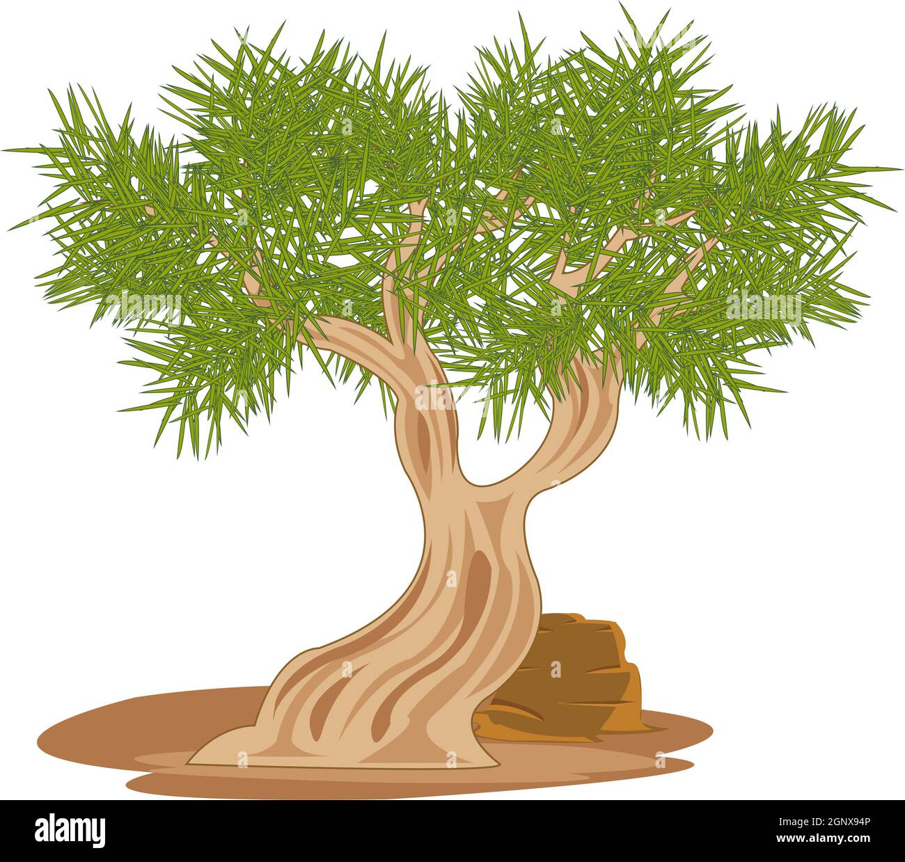 Tree to deserts saxaul on white background is insulated Stock Photo - Alamy