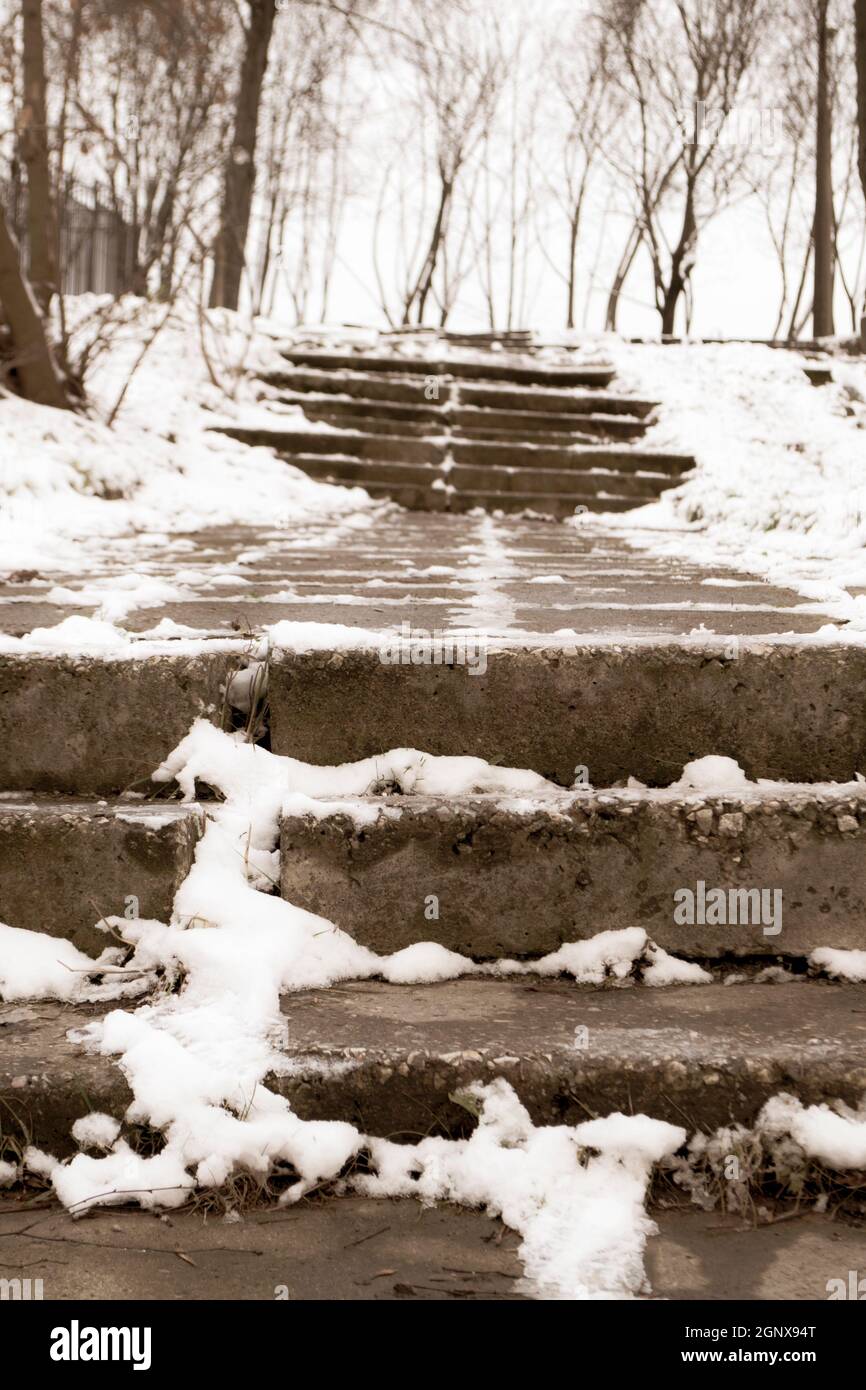 Yuletide, barren tree on top of a stairway, climbs the stairs. Vertical ...