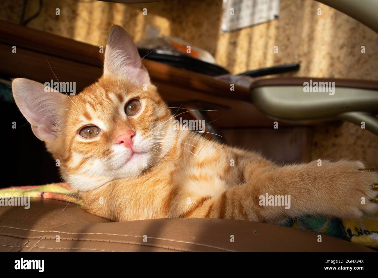 Portrait of a red male cat looking directly into the camera on the ...