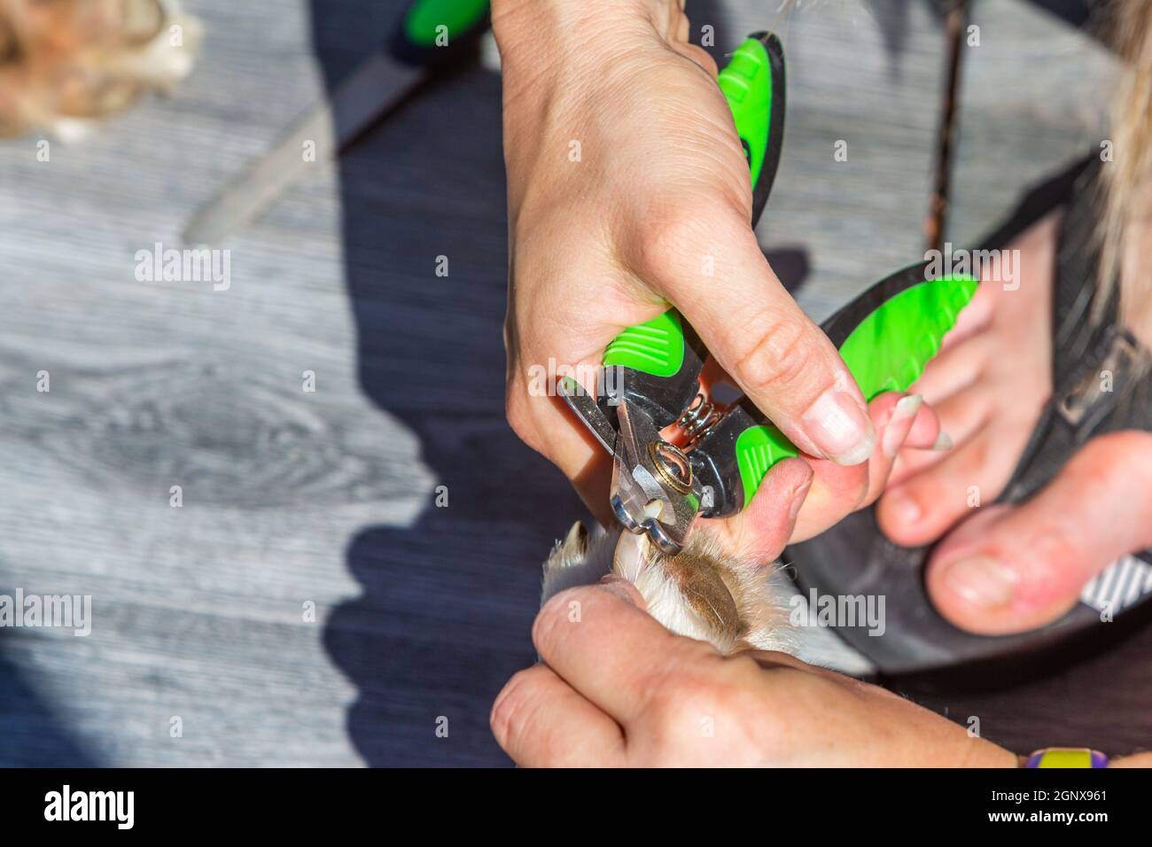 hands with pliers clipping the nail of a dogs paw Stock Photo - Alamy