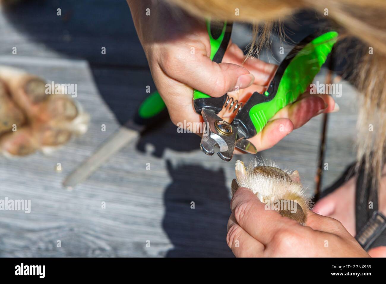 hands with pliers clipping the nail of a dogs paw Stock Photo - Alamy
