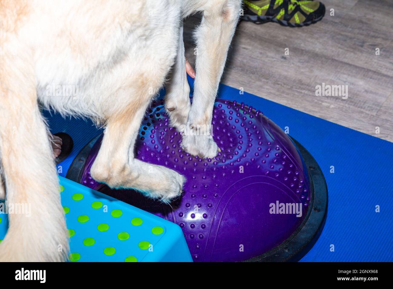 dog paws step over obstacles during its treatment in physical therapy ...