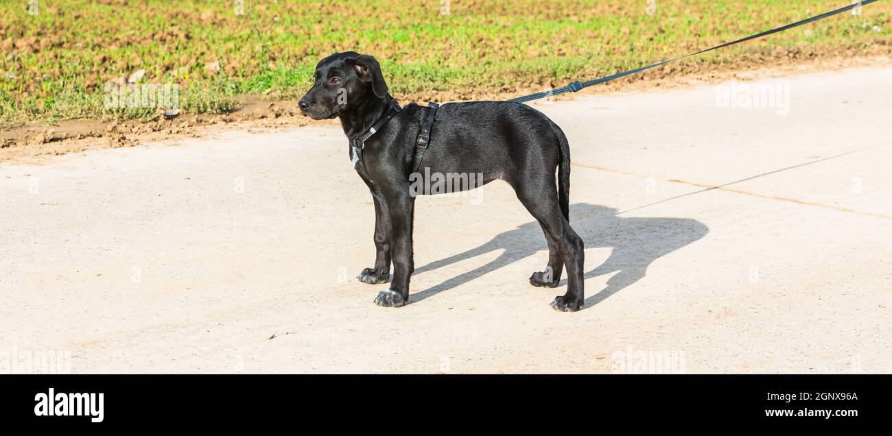 little black labrador puppy on a leash Stock Photo - Alamy