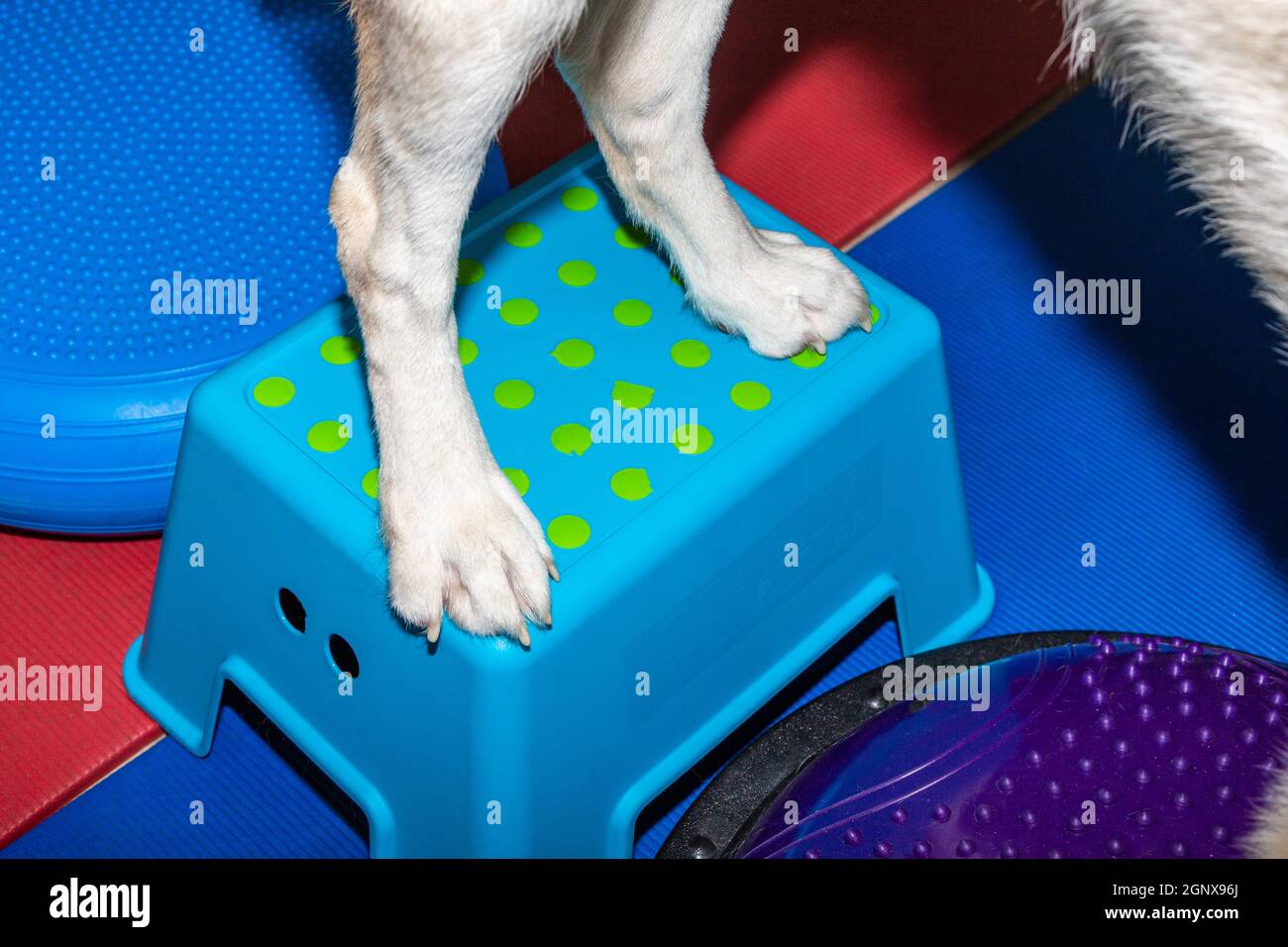 dog paws step over obstacles during its treatment in physical therapy ...