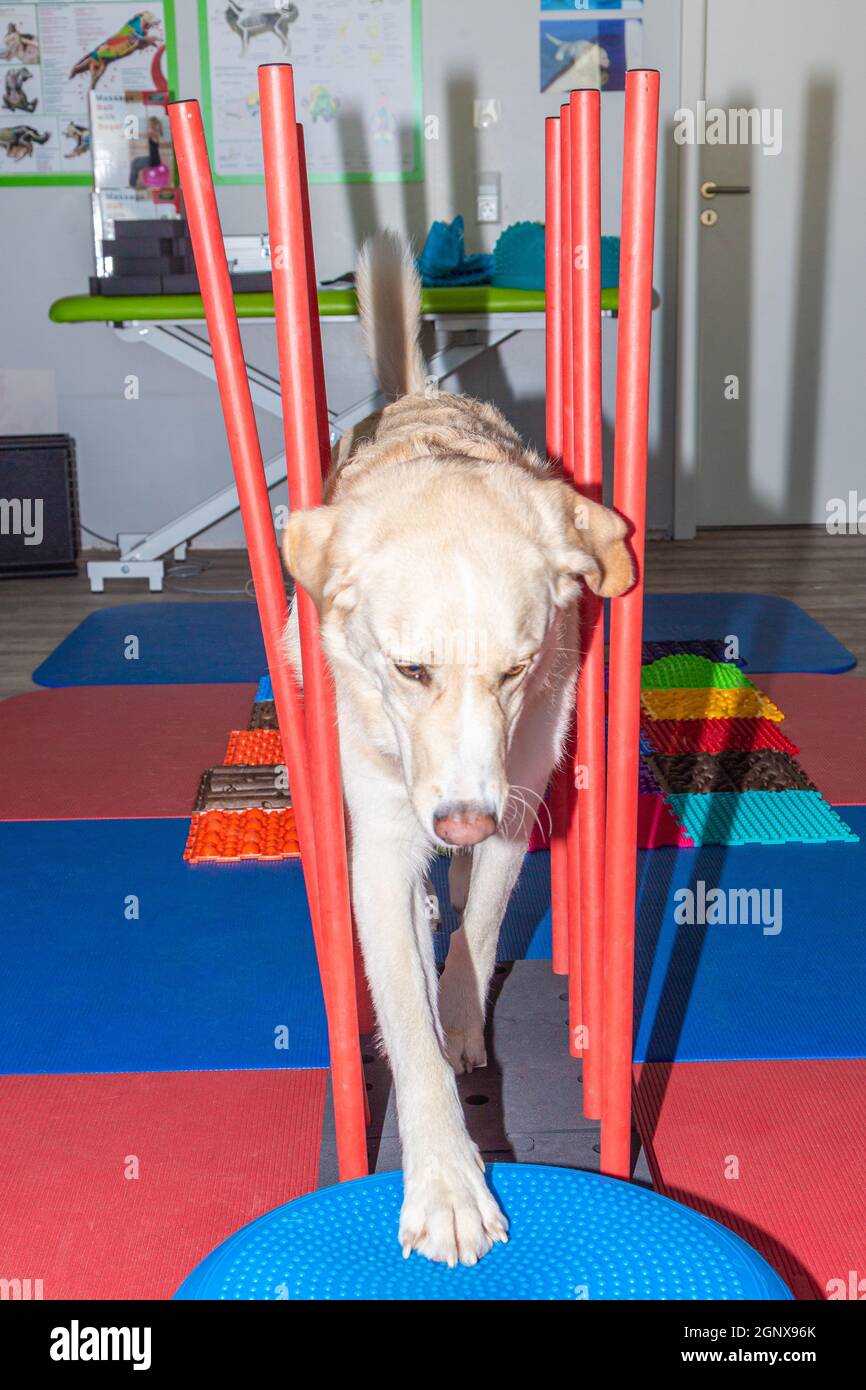tall white dog on a parkour in physical treatment Stock Photo - Alamy
