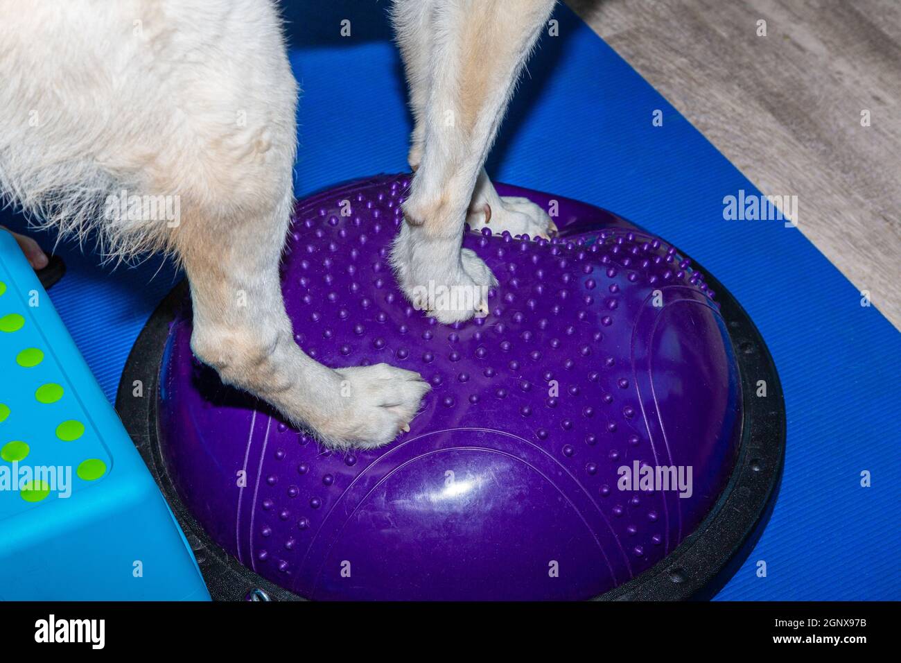 dog paws step over obstacles during its treatment in physical therapy ...