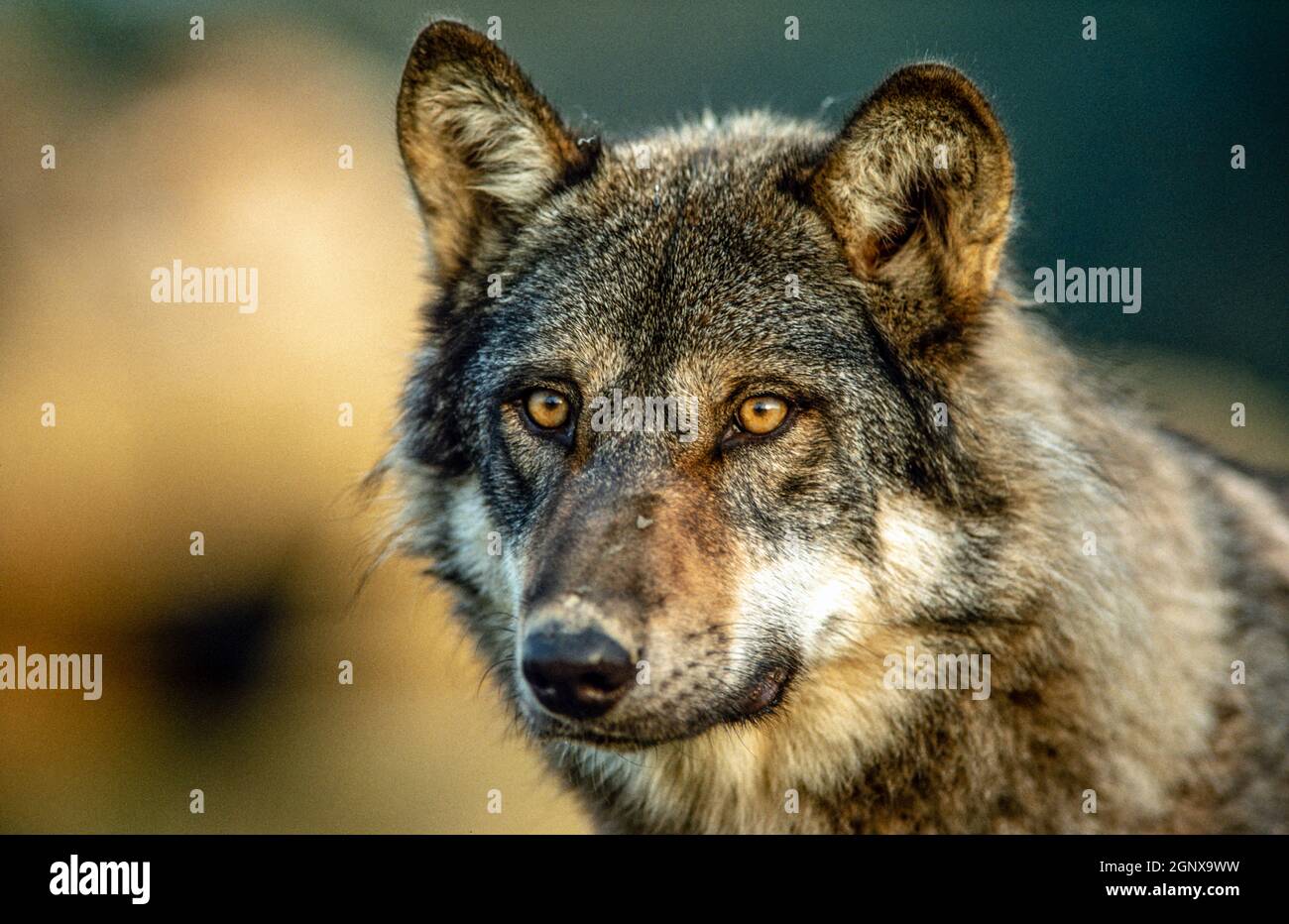 Portrait of a European wolf in an animal park. France Stock Photo - Alamy