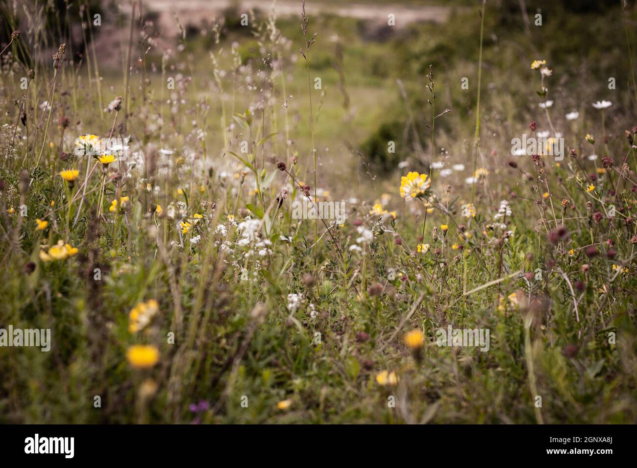 Close up ground level photo of abundant in different flowers species ...