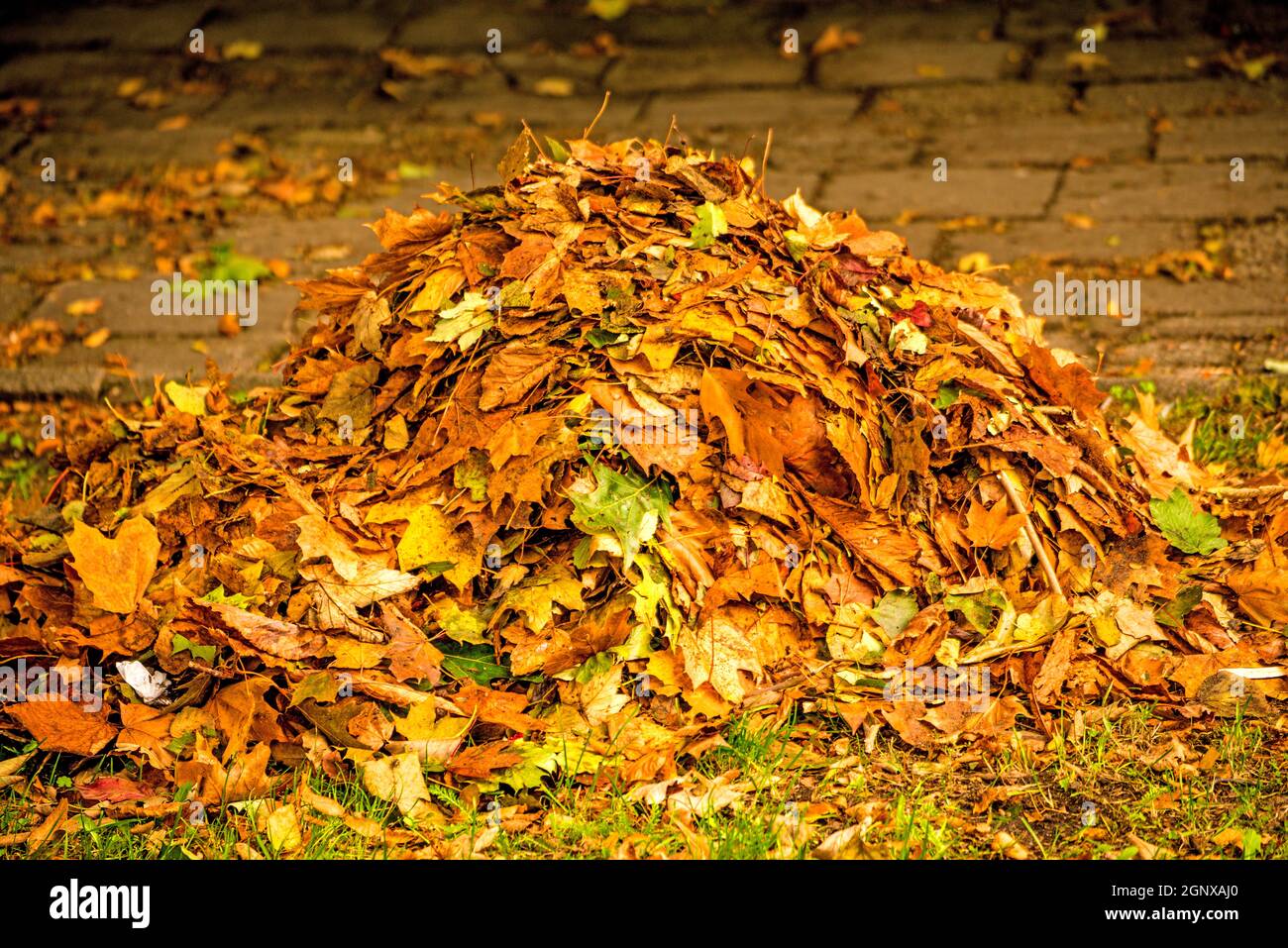 heap of leaves in autumn Stock Photo - Alamy