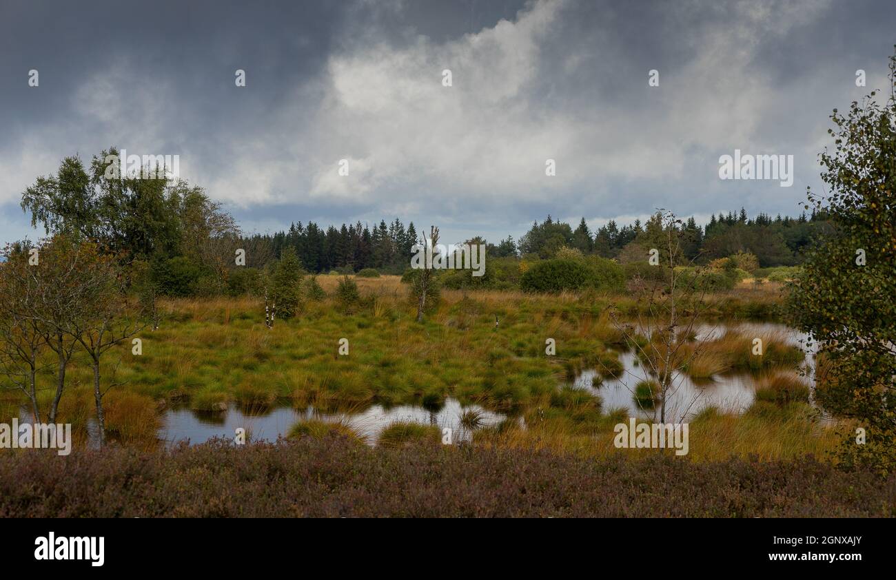 Swamp in beglium called Hautes Fagnes at autumn Stock Photo - Alamy