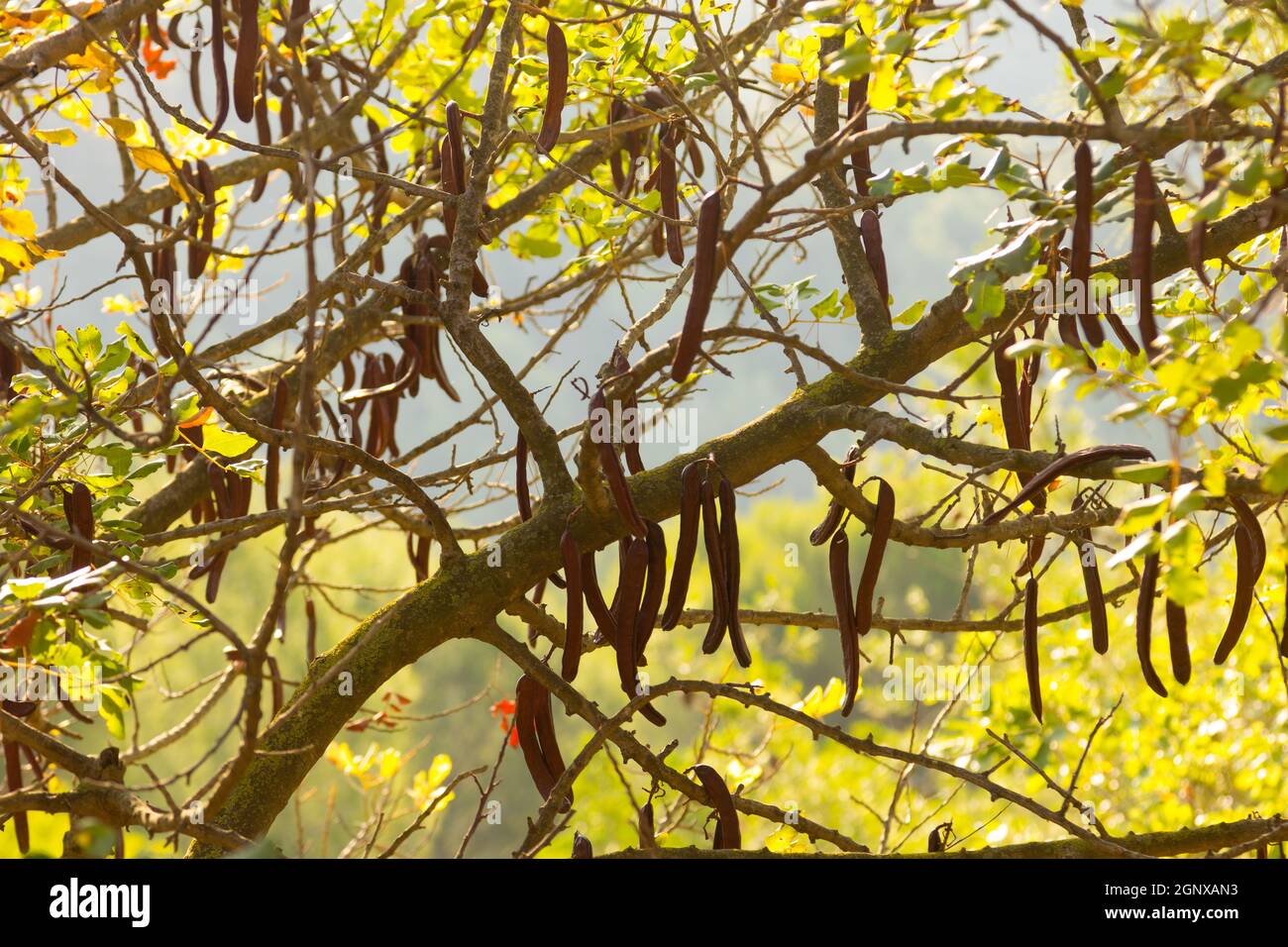 Carob and its fruit the carob in the tree Stock Photo - Alamy