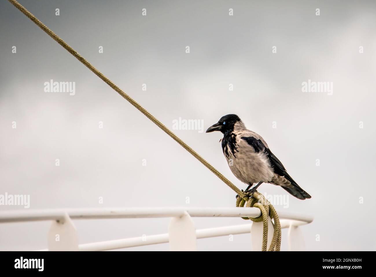 Reling hi-res stock photography and images - Alamy