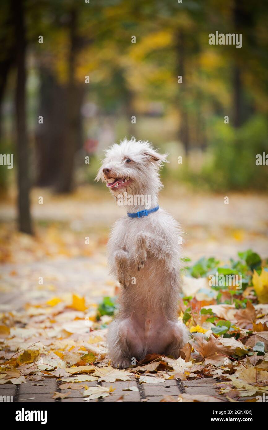 a small bright dog of uncertain breed, stand on its hind legs on a tile ...