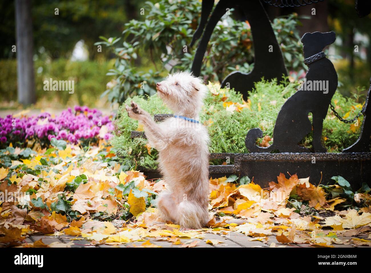 a small bright dog of uncertain breed, stand on its hind legs on a tile ...