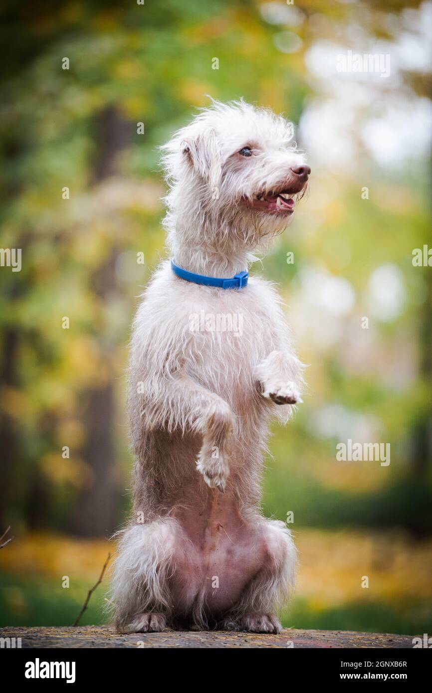 a small bright dog of uncertain breed stands on its hind legs on a ...