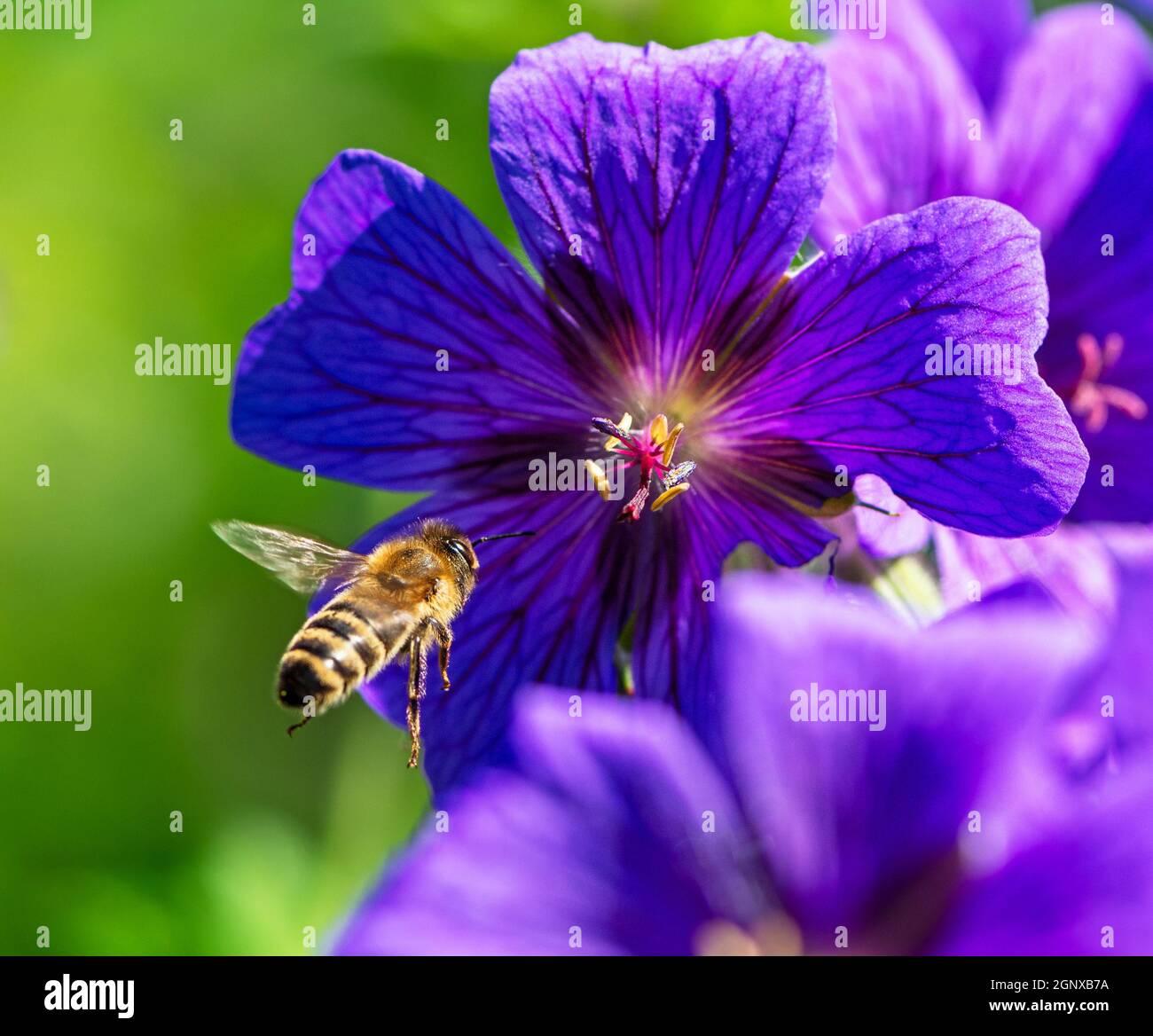 Macro of a bee flying to a purple geranium flower blossom Stock Photo ...