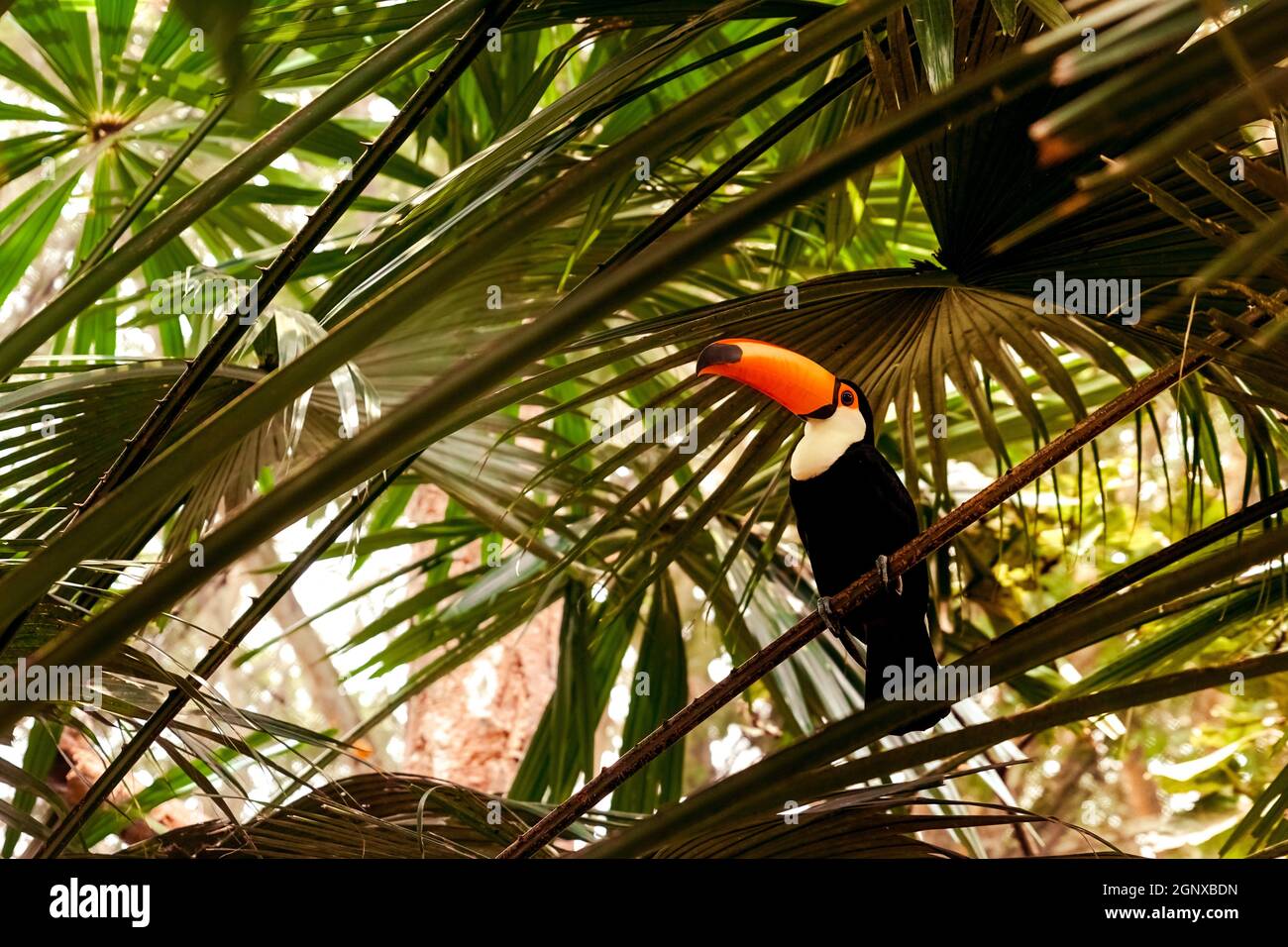 Toco Toucan (colorful tropical bird). Shooting Location: Singapore ...