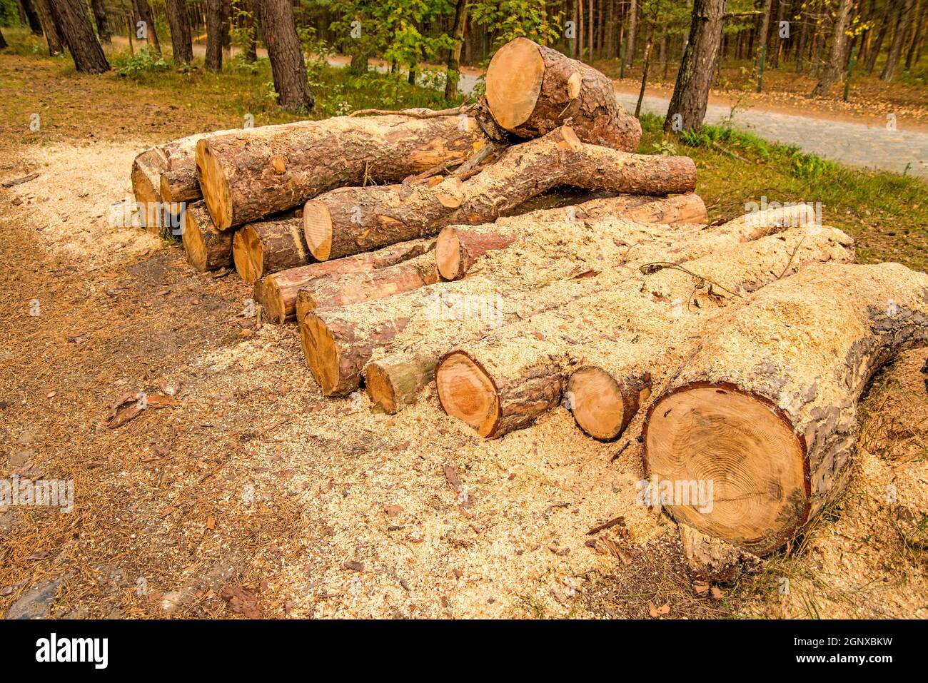 Timber wood, serrated in a forest Stock Photo - Alamy