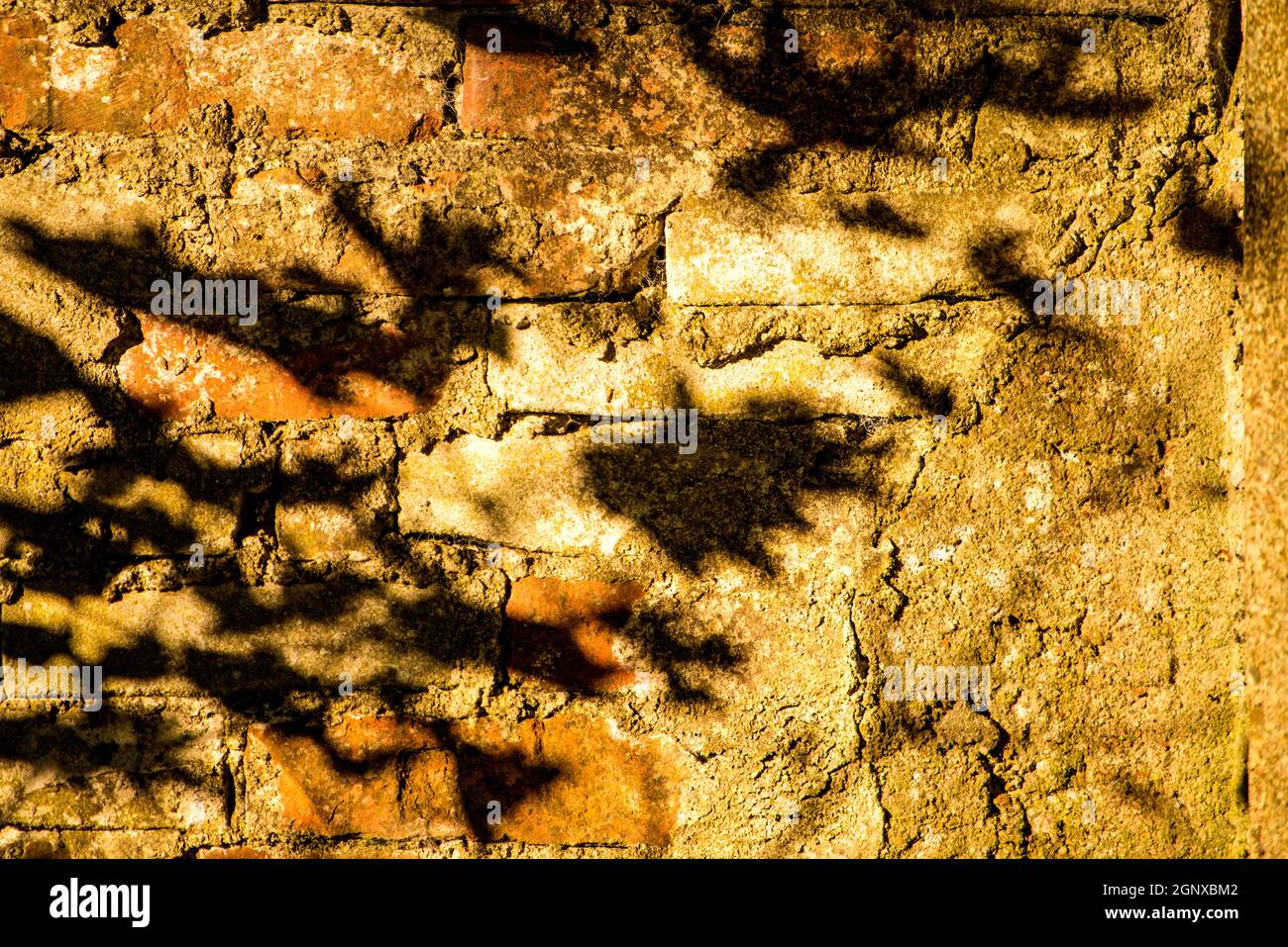 old brick wall of an house with shadows of leaves Stock Photo - Alamy