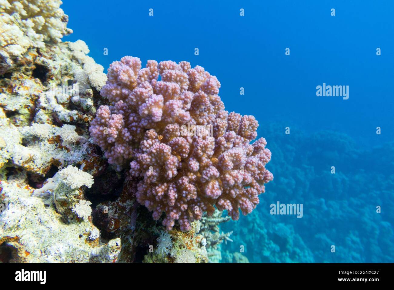 Colorful coral reef at the bottom of tropical sea, violet Cauliflower ...