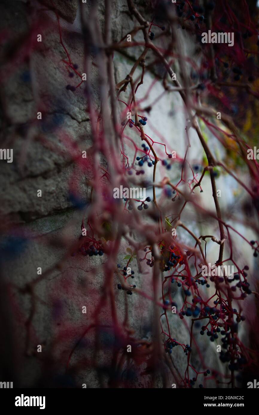 Plant with red twigs and dark purple berries growing on the stone wall ...