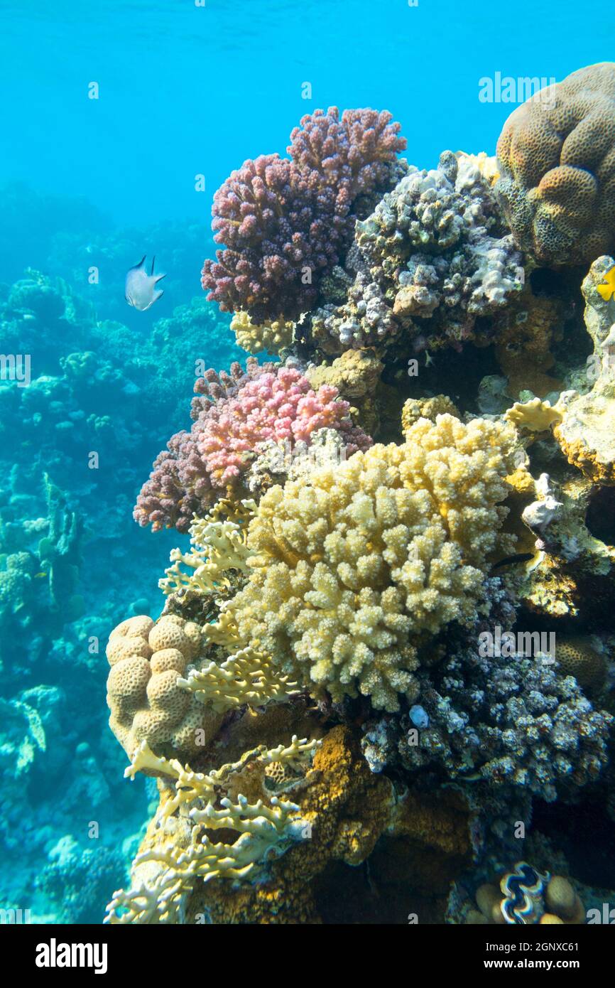 Colorful coral reef at the bottom of tropical sea, hard corals ...
