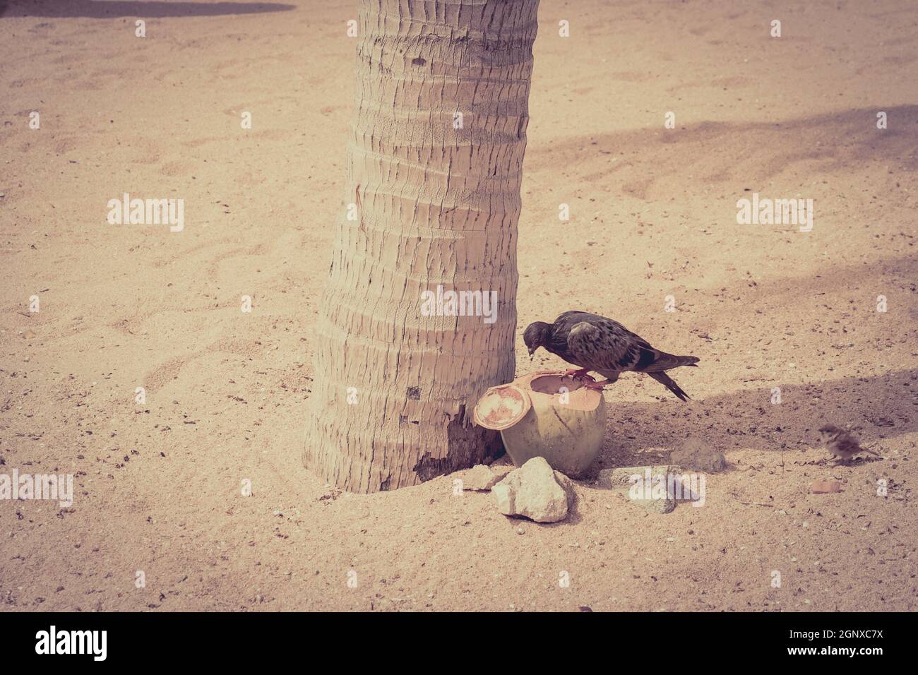 Dove of image drinking coconut. Shooting Location: Bangkok, Thailand ...