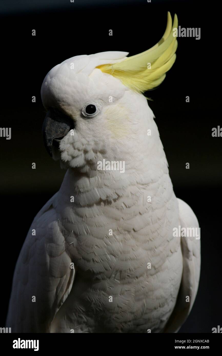 Sulphur Crested Cockatoo (Cacatua galerita) front side portrait view on ...