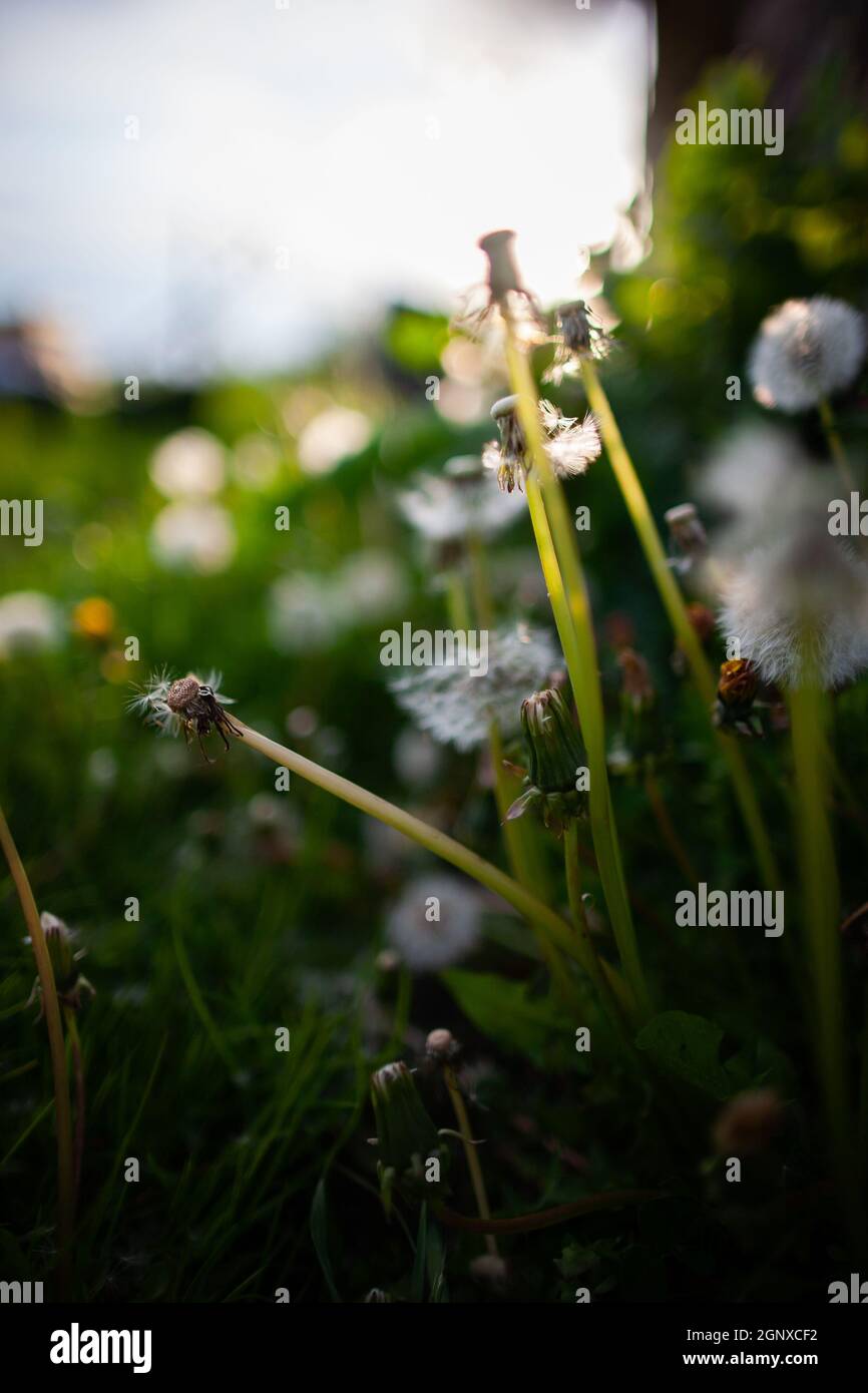Dandelion flowers in the sunset light | Overblown dandelions ...