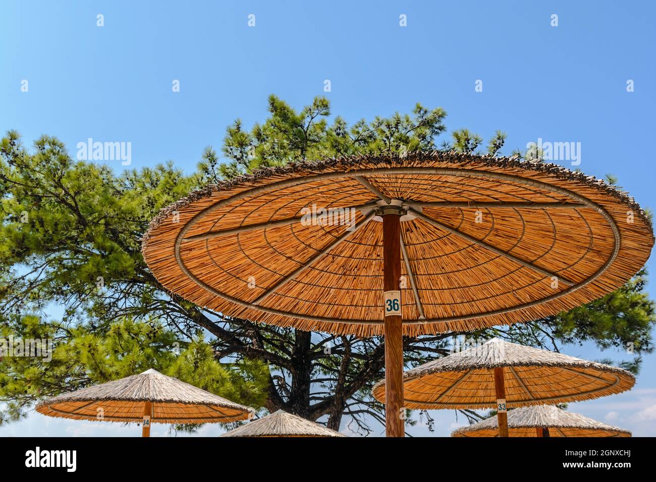 Big wooden umbrella on the beach with tree and sky background Stock ...