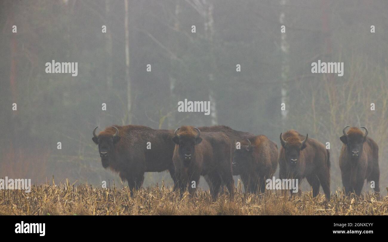 European Bison herd in snowless misty day against trees in evening ...