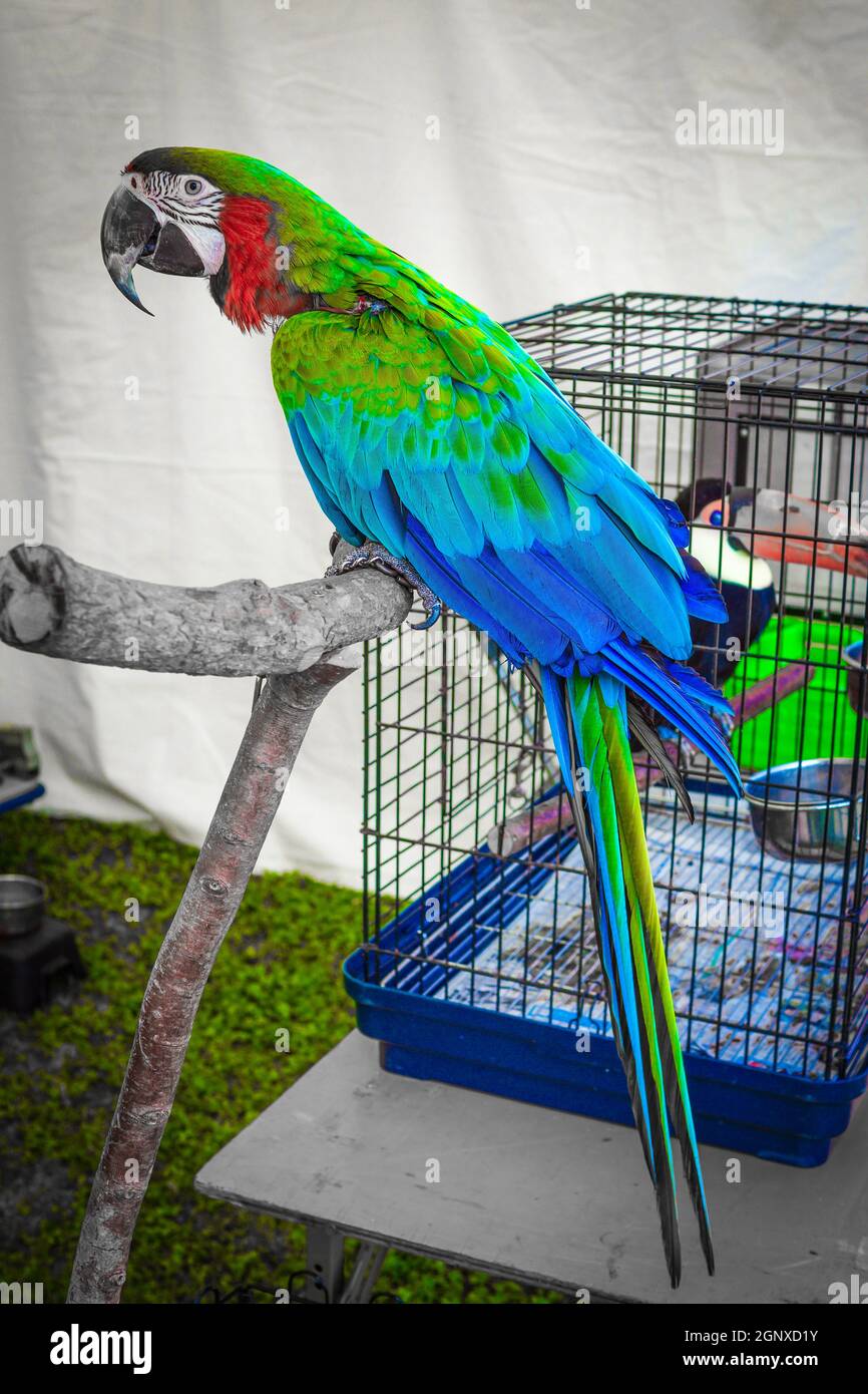 Image of tropical colorful parrot (Harlequin). Shooting Location ...